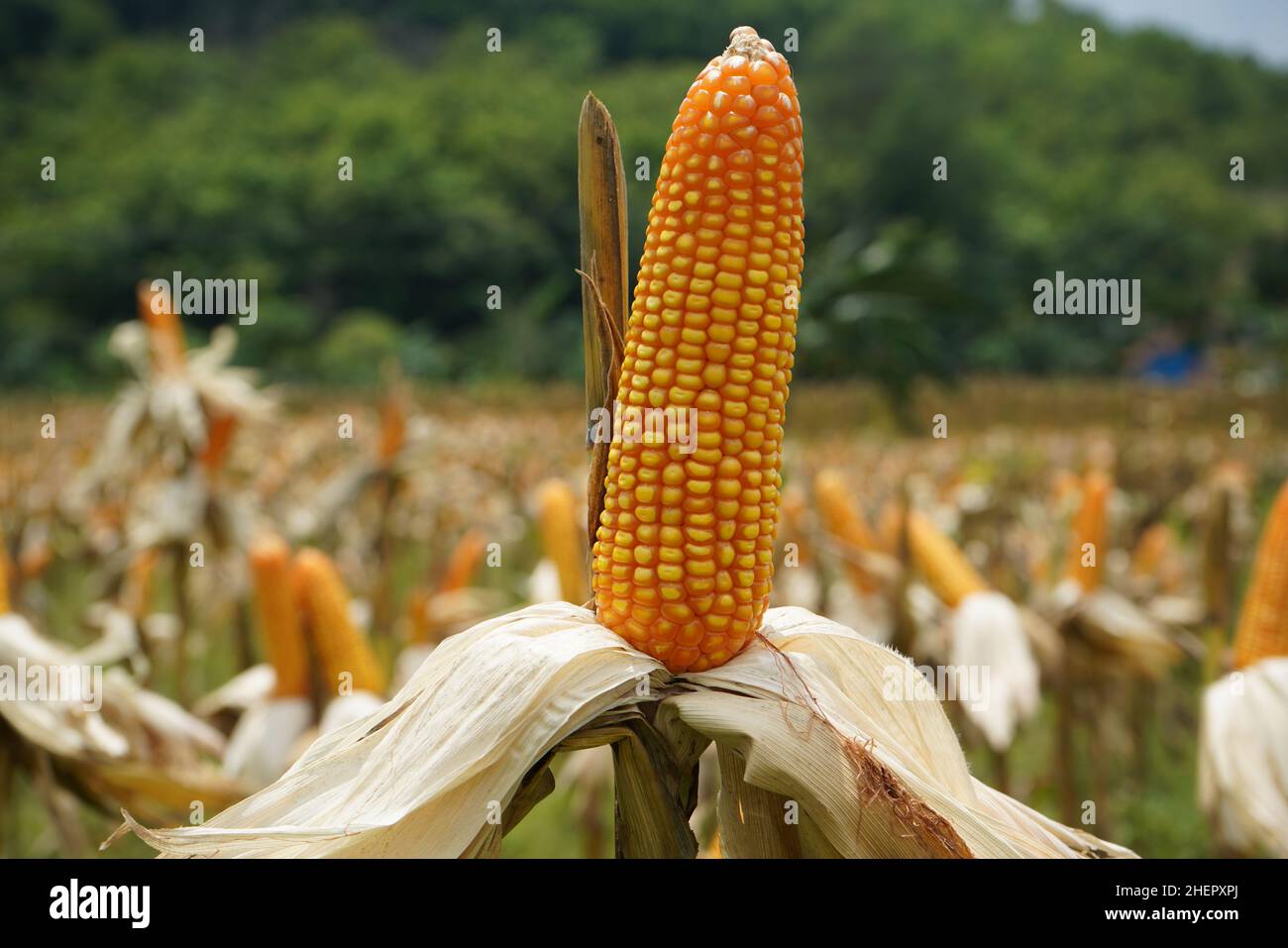 Corn is a tall annual cereal grass (Zea mays) that is widely grown for ...