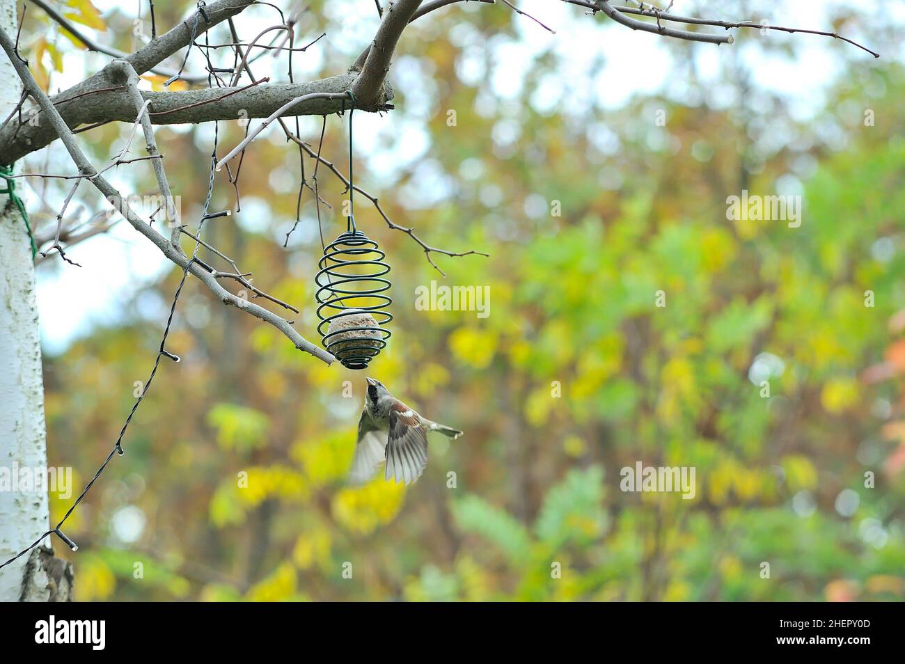Wild sparrow flying to a fat ball hanging from a tree branch Stock ...