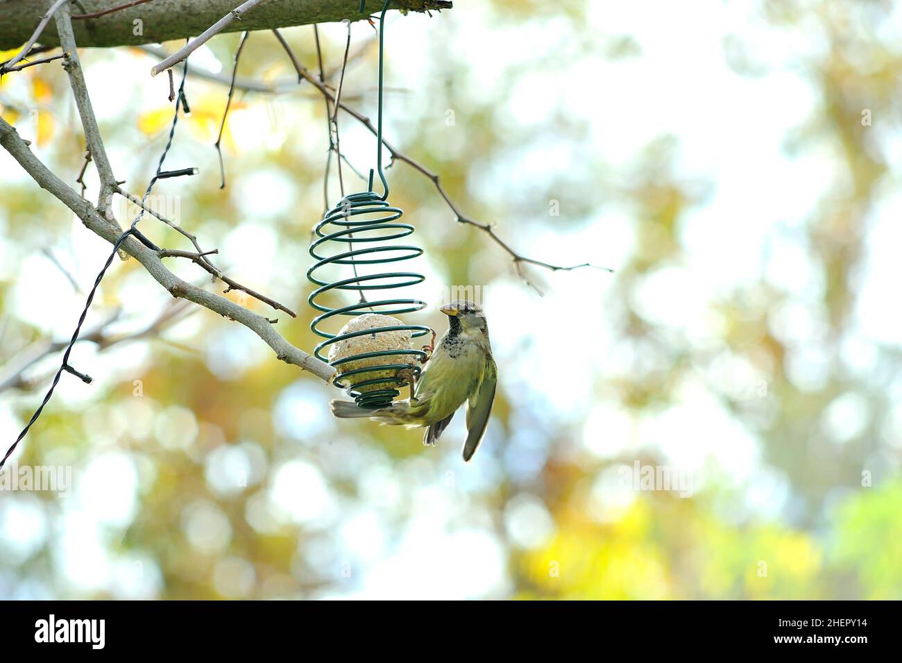 Wild sparrow around a feeder hanging from a tree Stock Photo - Alamy