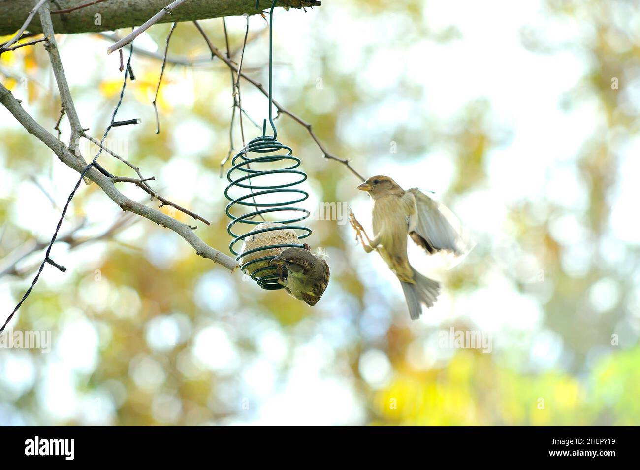 Wild sparrows approaching to a fat ball hanging from a tree Stock Photo ...