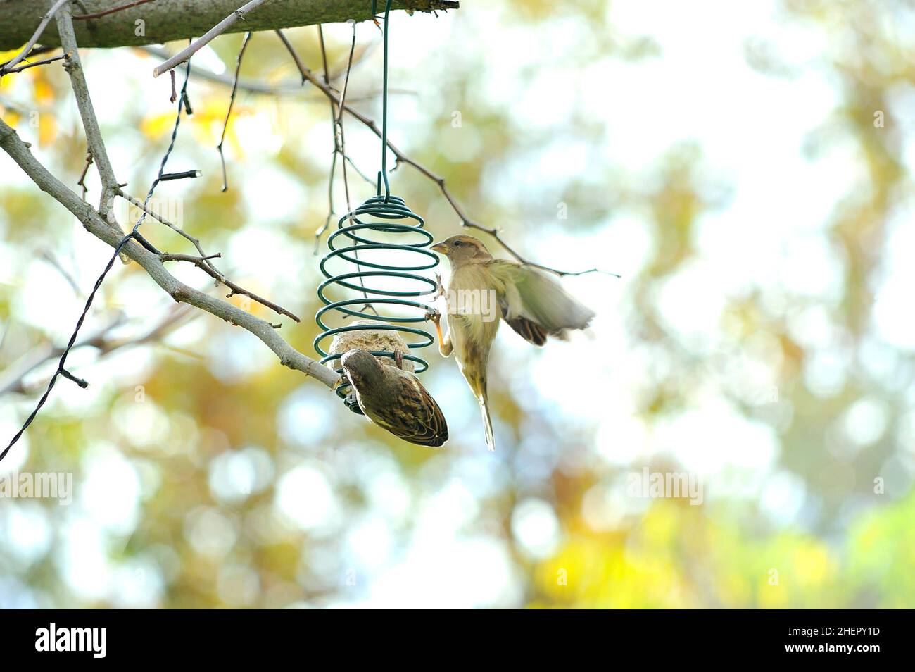 Wild birds hovering around a feeder hanging from a tree Stock Photo - Alamy