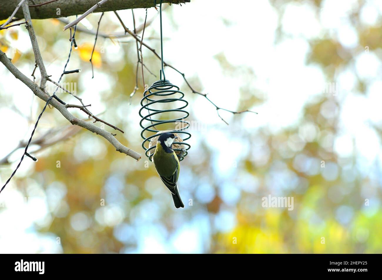 Wild Great Titmouse (parus major) feeding on a fat ball hanging from a ...