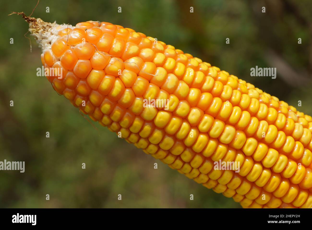 Corn is a tall annual cereal grass (Zea mays) that is widely grown for ...