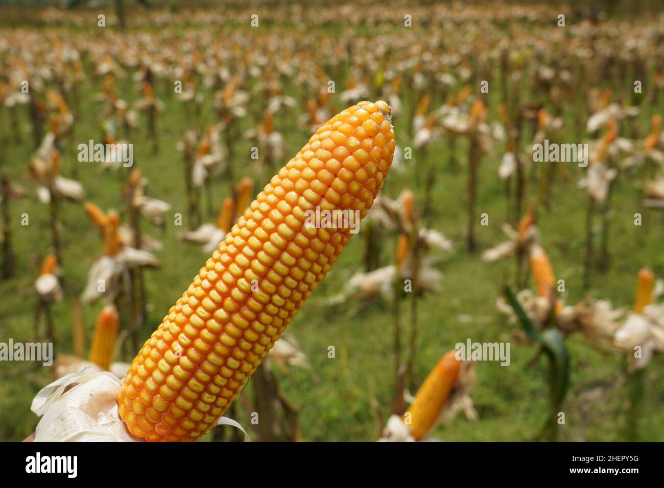 Corn is a tall annual cereal grass (Zea mays) that is widely grown for ...