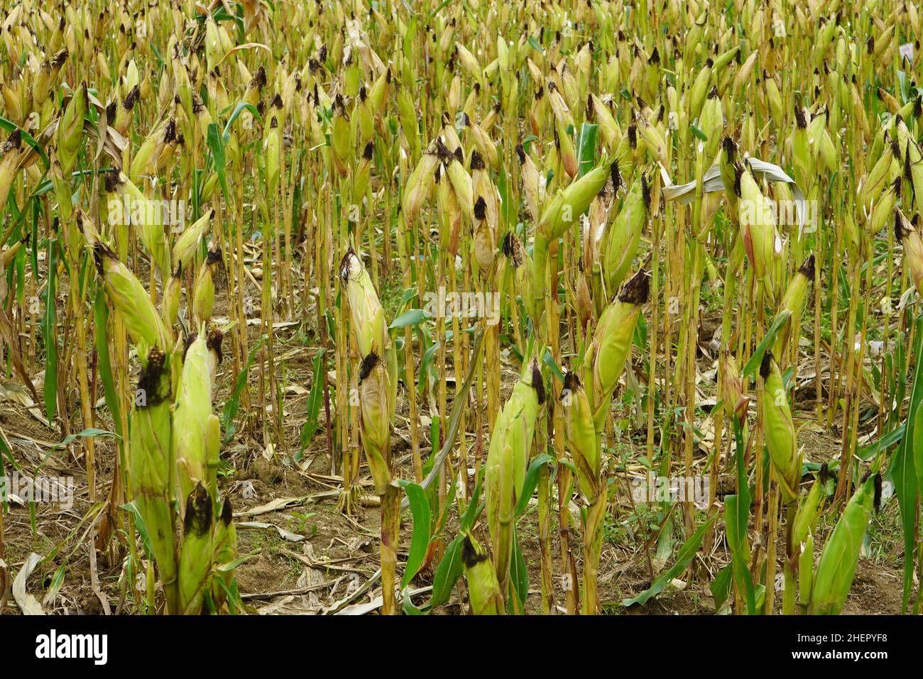 Maize cob rot hi-res stock photography and images - Alamy