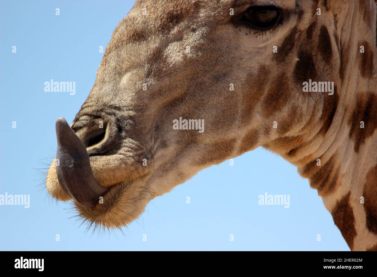 Giraffe face hi-res stock photography and images - Alamy