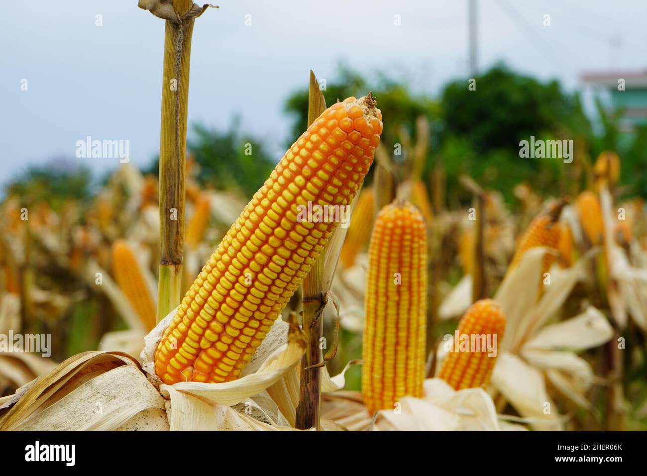 Corn is a tall annual cereal grass (Zea mays) that is widely grown for ...