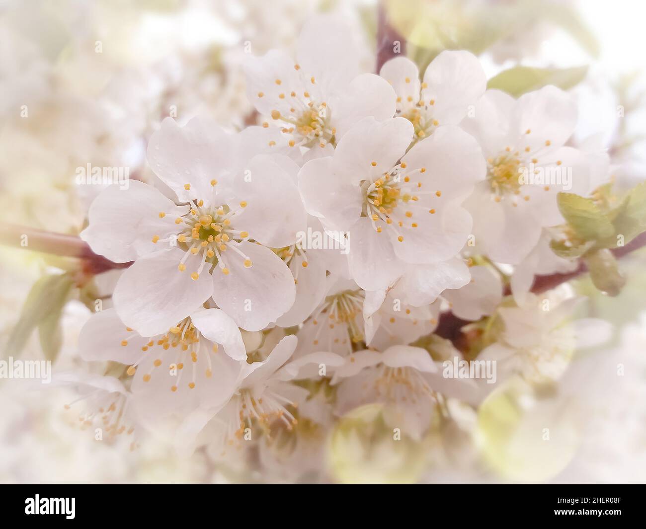Tree spring flowers hi-res stock photography and images - Alamy