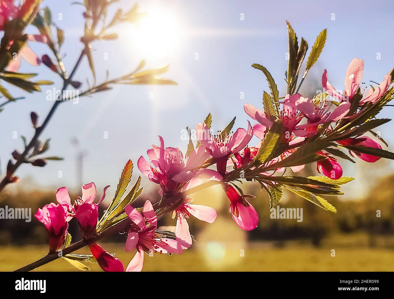 Beautiful nature scene with blooming flowers tree. Spring flowers in ...