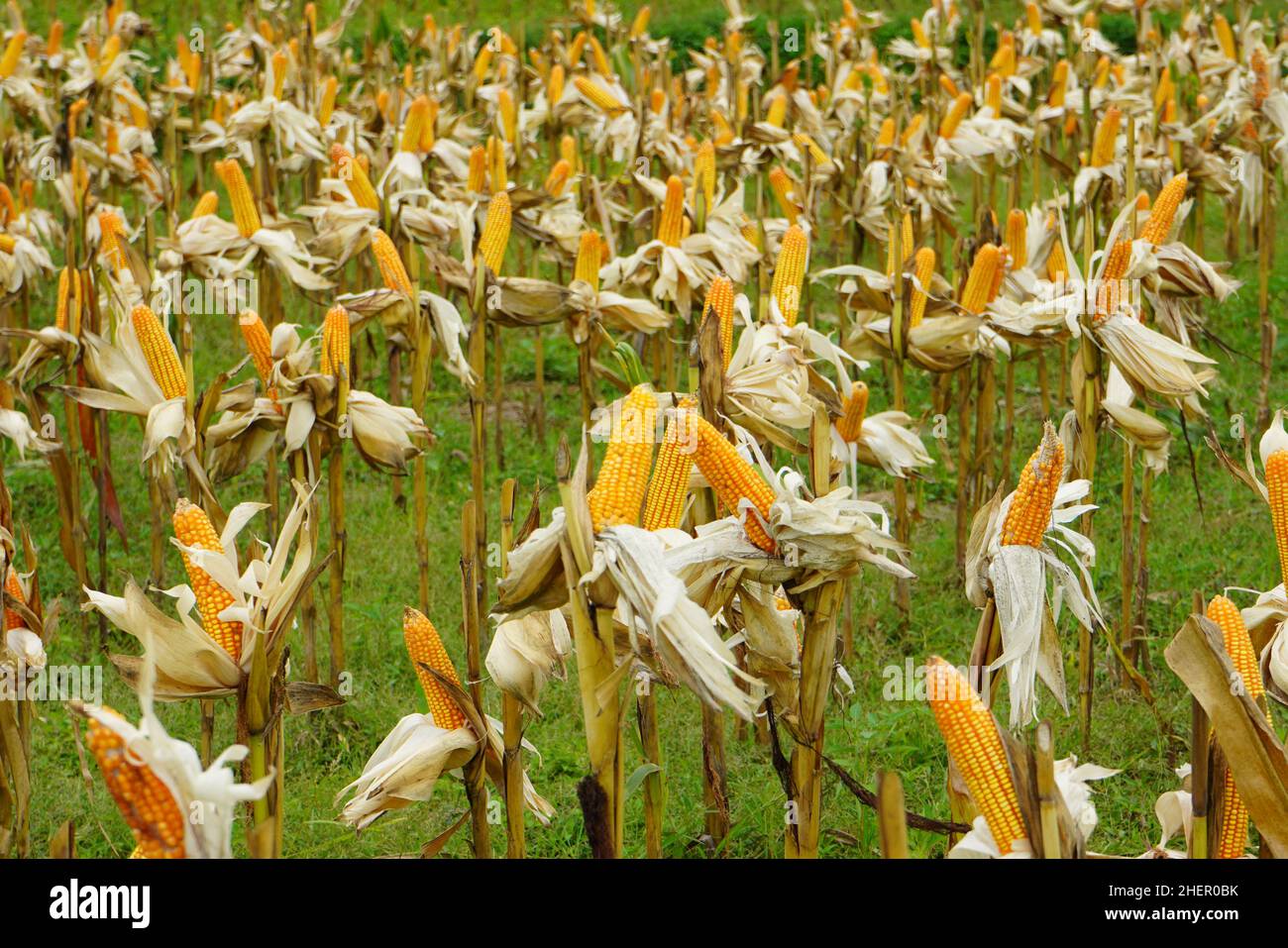 Corn is a tall annual cereal grass (Zea mays) that is widely grown for ...