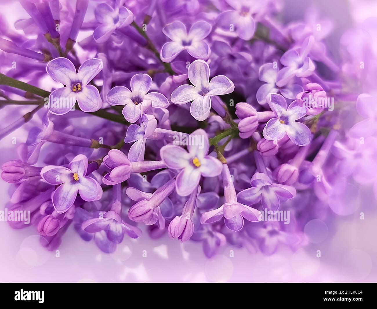 Beautiful violet lilac blossom hi-res stock photography and images - Alamy