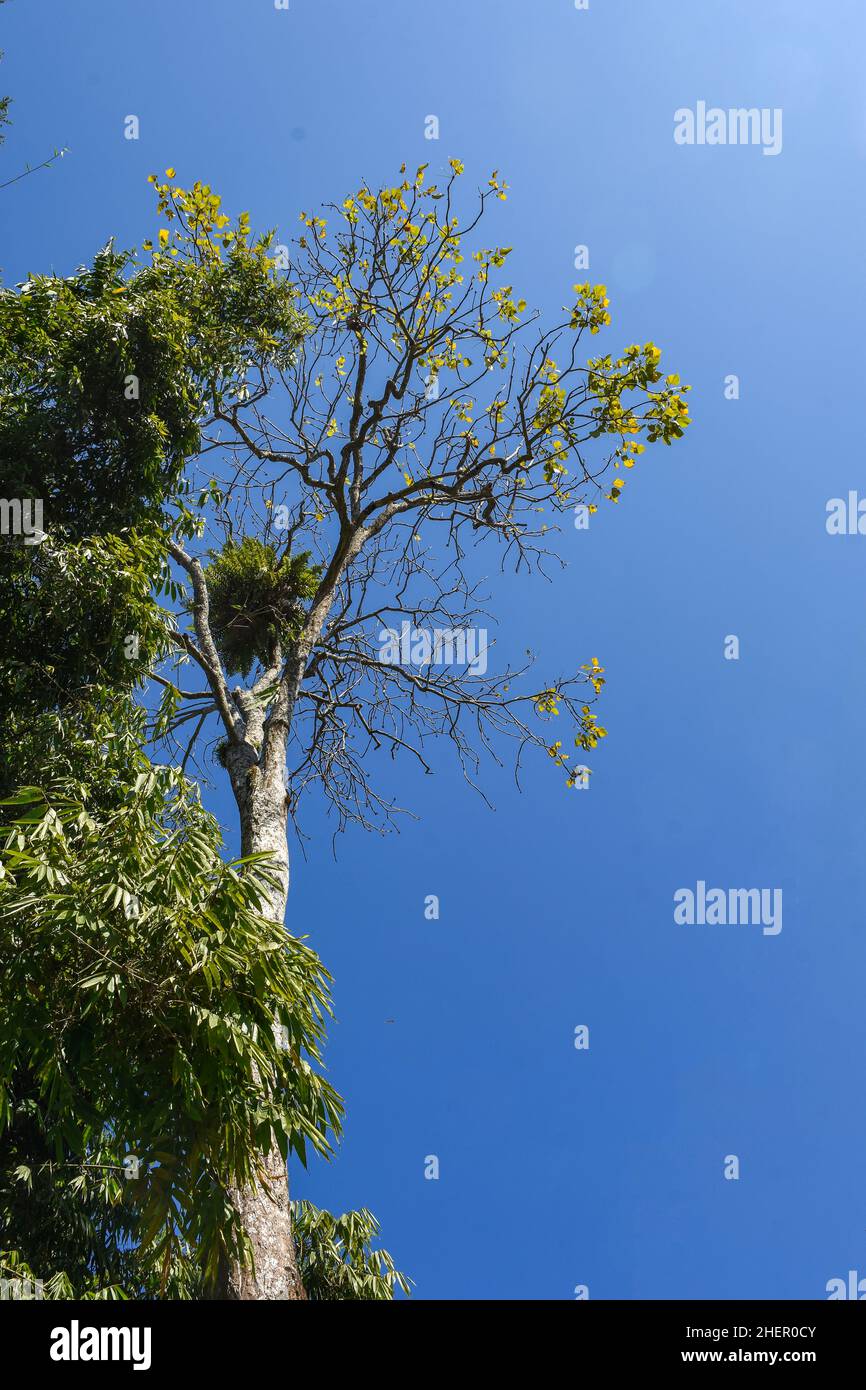 Green Himalaya forest trees with blue sky Stock Photo - Alamy