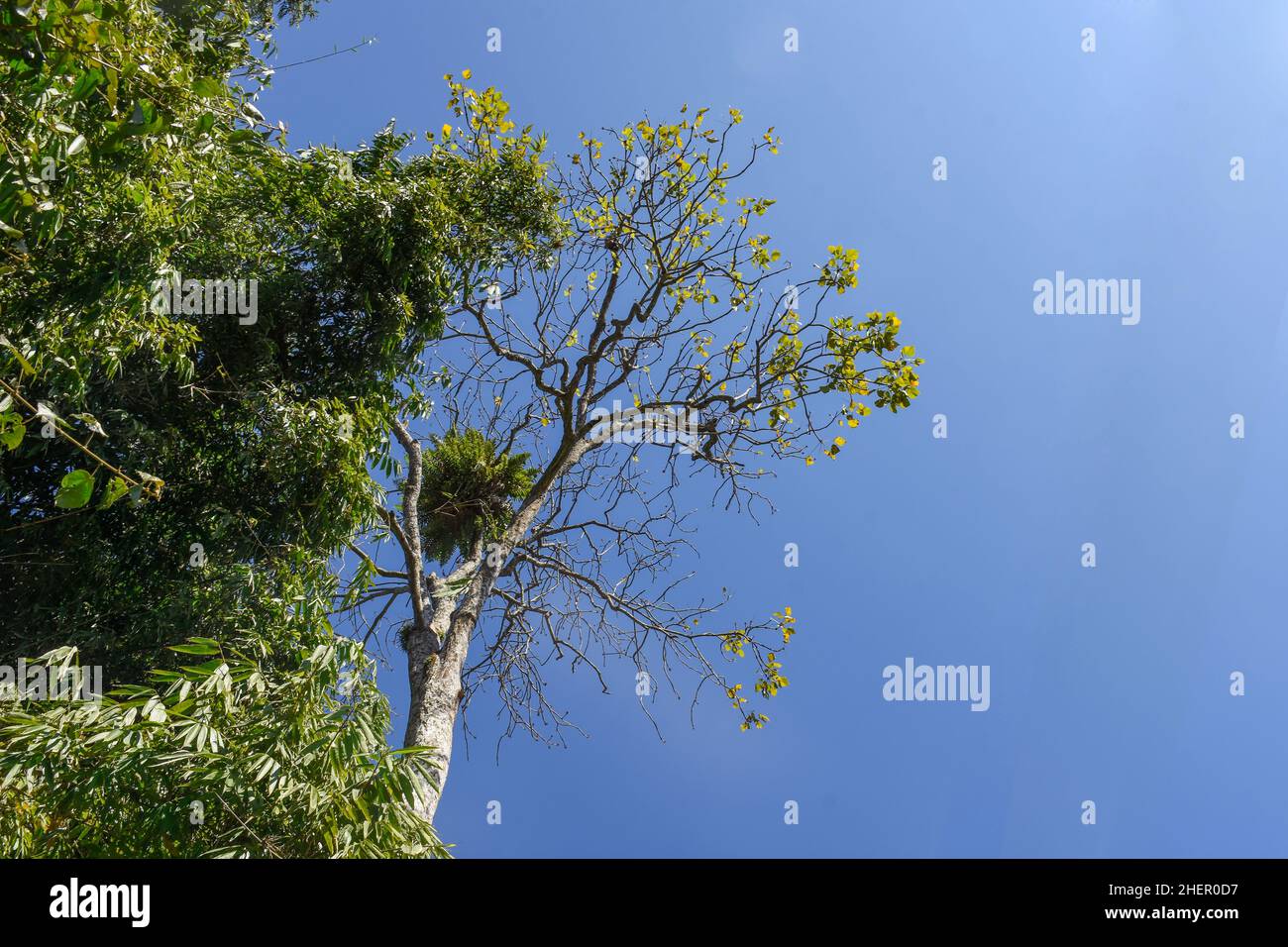 Green Himalaya forest trees with blue sky Stock Photo - Alamy