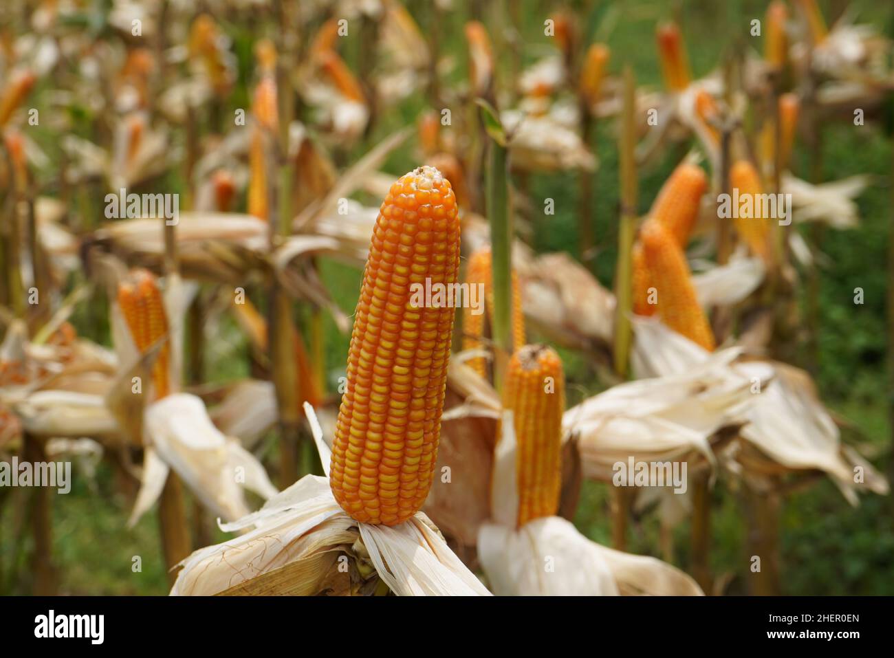 Corn is a tall annual cereal grass (Zea mays) that is widely grown for ...