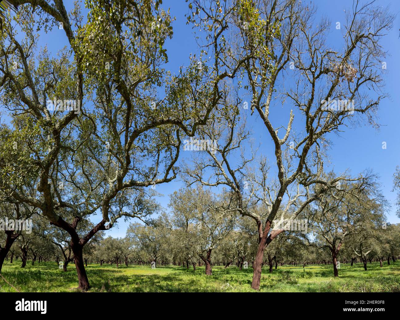 scenic cork oak trees in portugal on a sunny day Stock Photo - Alamy