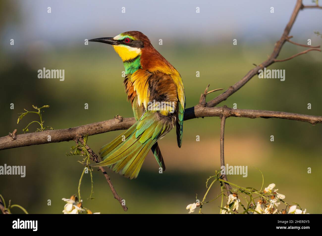 wild beautiful bird with bright plumage waving its tail Stock Photo - Alamy