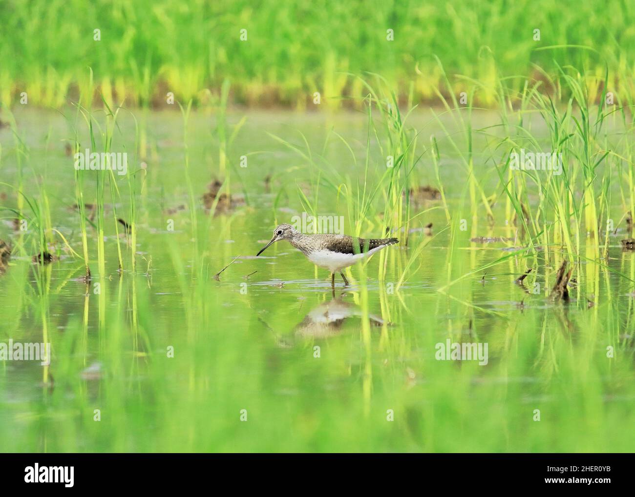 green sandpiper (tringa ochropus) in a wetland, west bengal, india ...
