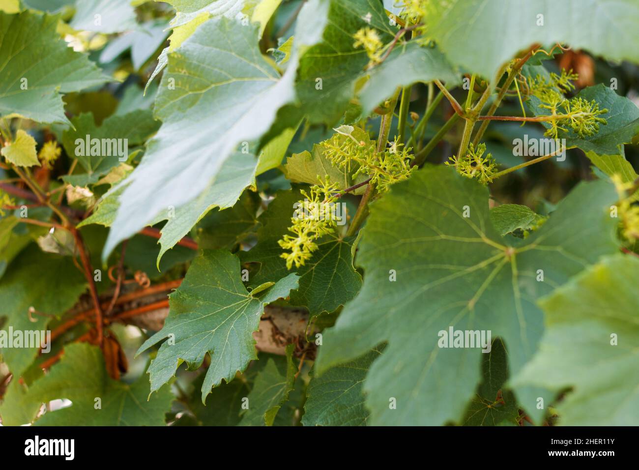 Small green grapes ripens in an orchard Stock Photo - Alamy
