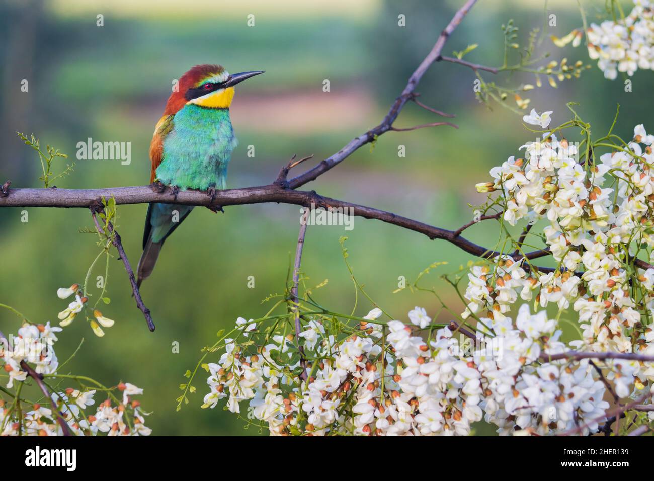 wild bird in the spring sits on a flowering branch Stock Photo - Alamy