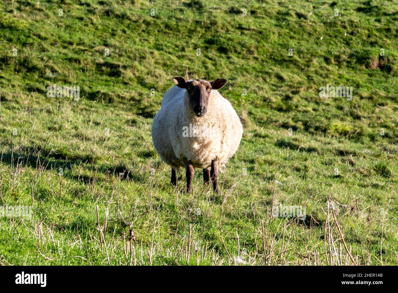 A Pregnant Ewe In the South Downs in Winter Stock Photo - Alamy