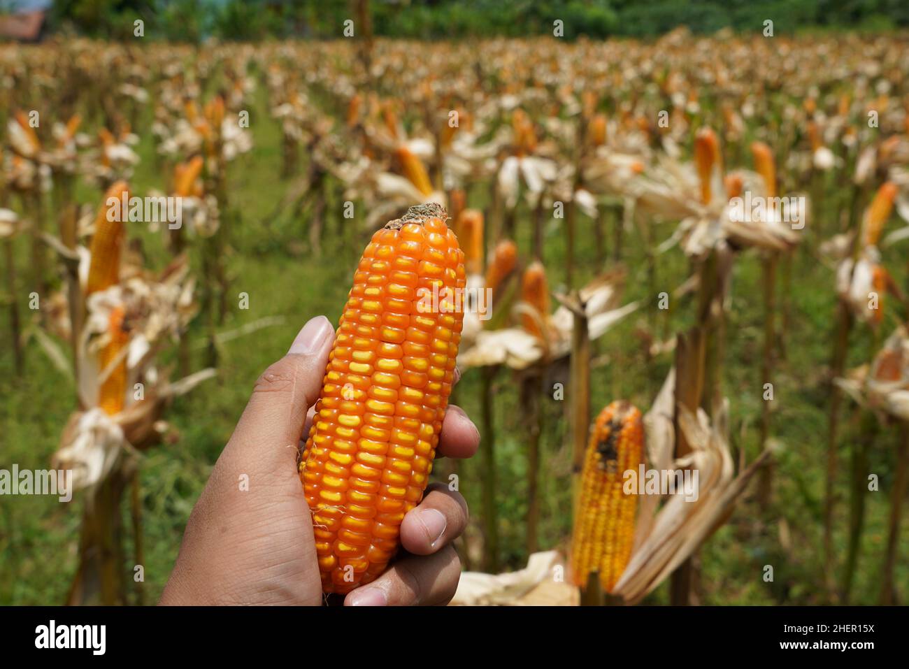 Corn is a tall annual cereal grass (Zea mays) that is widely grown for ...