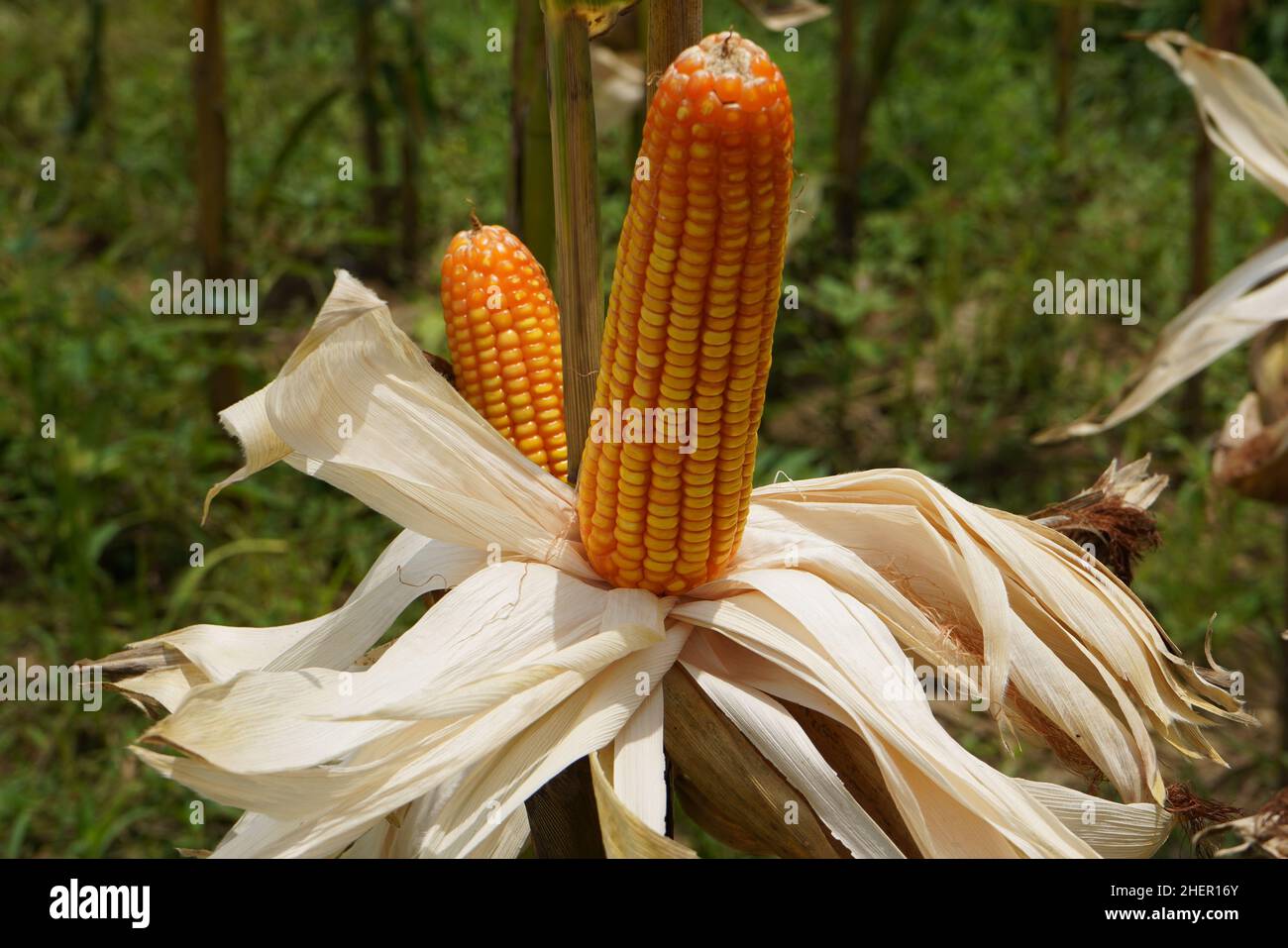 Corn is a tall annual cereal grass (Zea mays) that is widely grown for ...