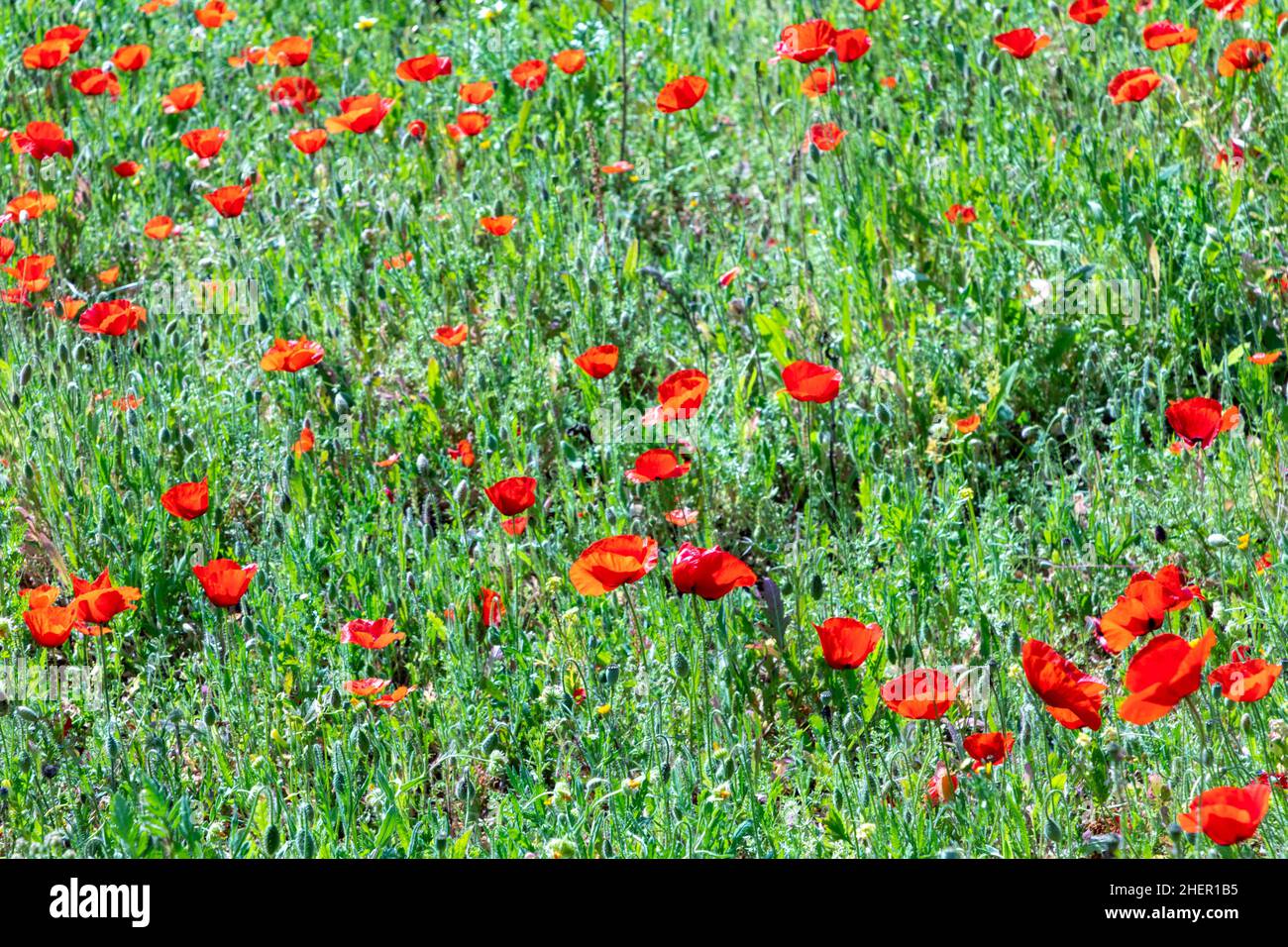 bright poppy flowers in red at the meadown in bright light Stock Photo ...
