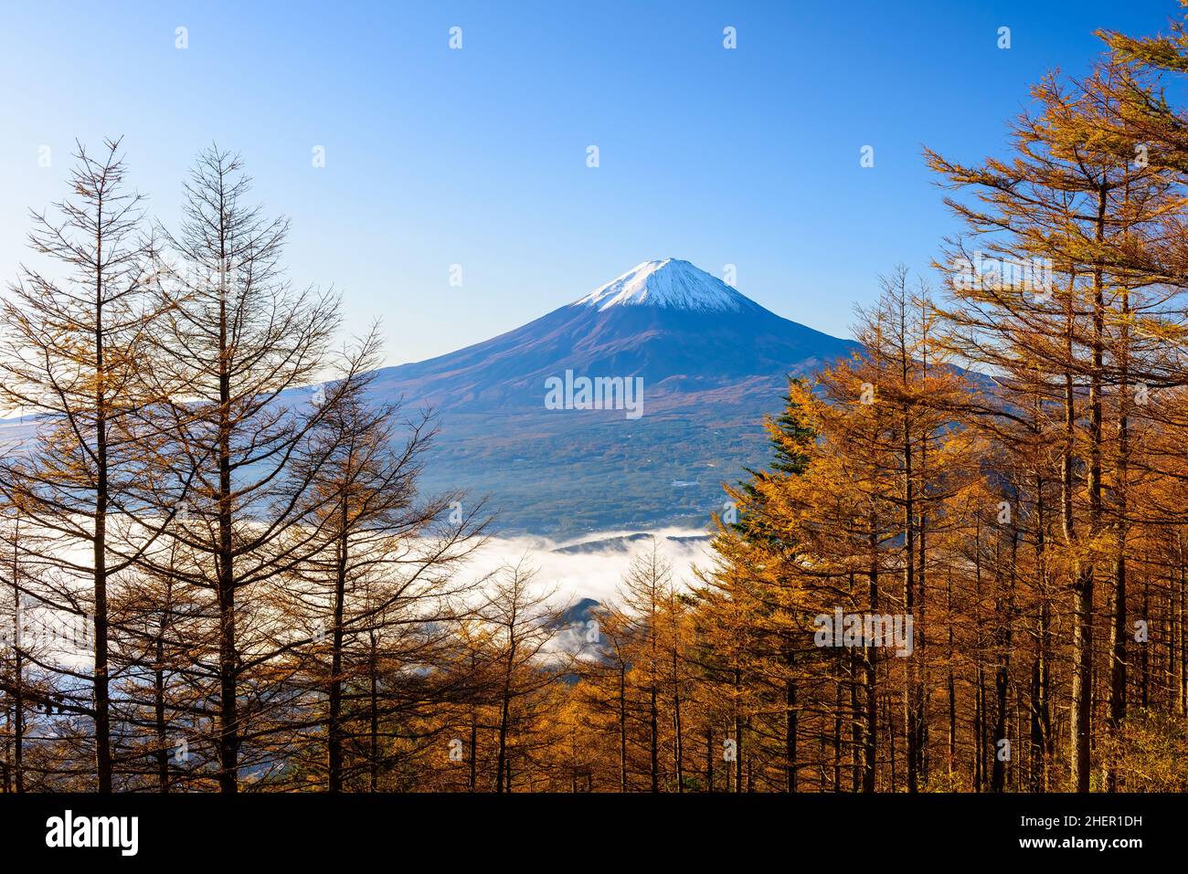 Yellow-Leaved Larch Forest From Shindo Pass And Mount Fuji Stock Photo ...
