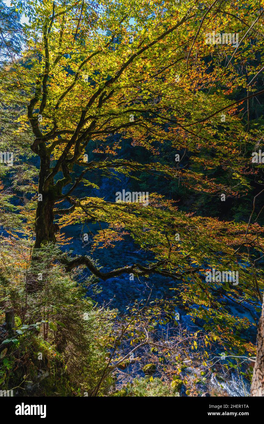Autumn colors in the Slizza ravine. Tarvisio Stock Photo - Alamy