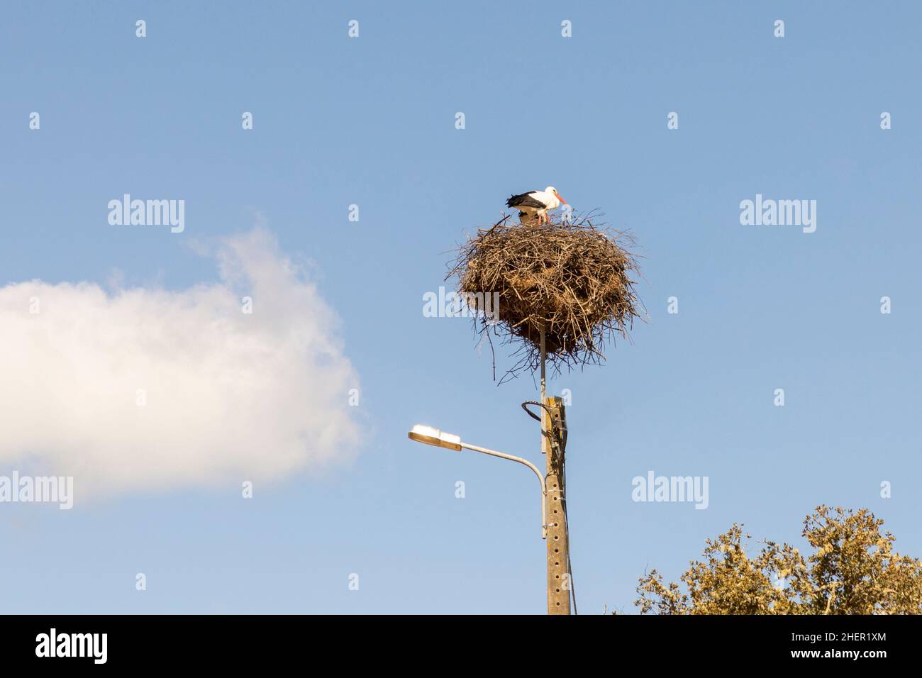 Stork in nest on electric hi-res stock photography and images - Alamy