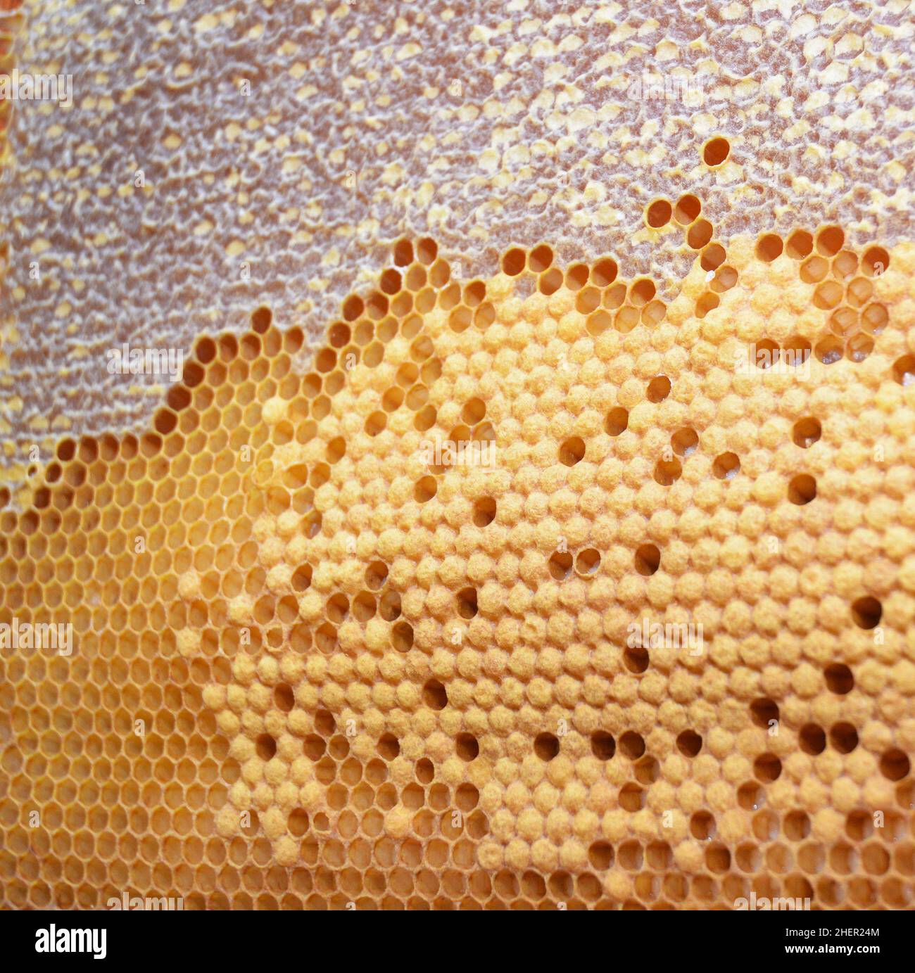 Young bees on honeycomb close hi-res stock photography and images - Alamy