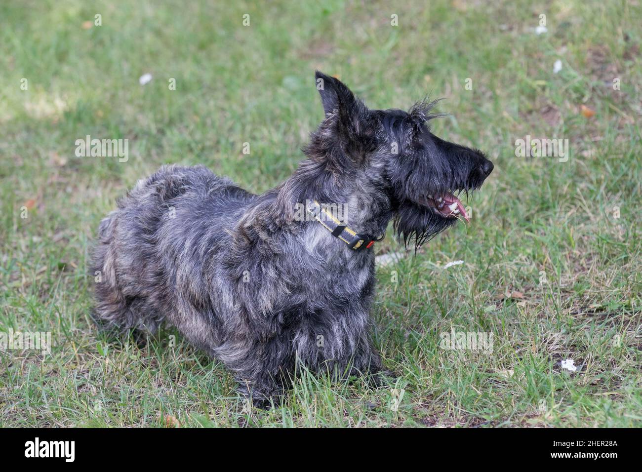 Cute scottish terrier puppy is standing on a green grass in the autumn ...