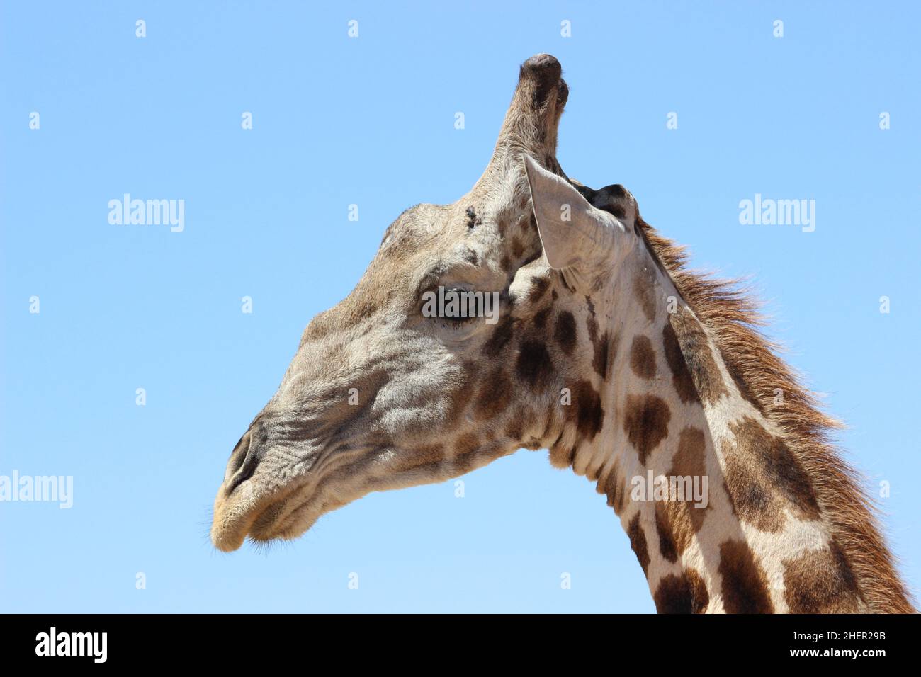 Profile of giraffe hi-res stock photography and images - Alamy