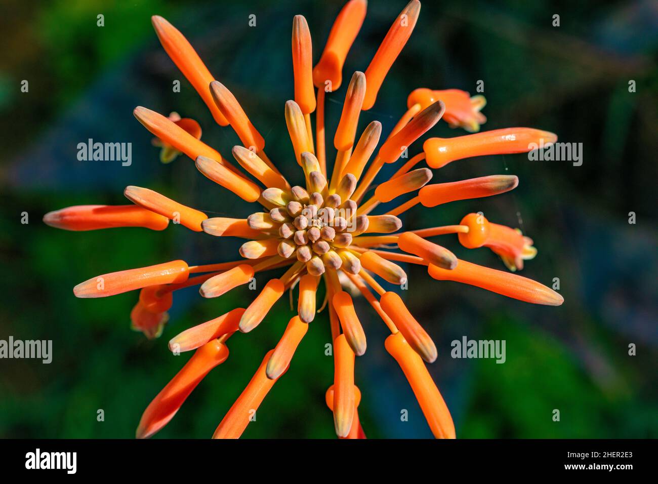 scenic blooming agave flower bud in detail Stock Photo - Alamy
