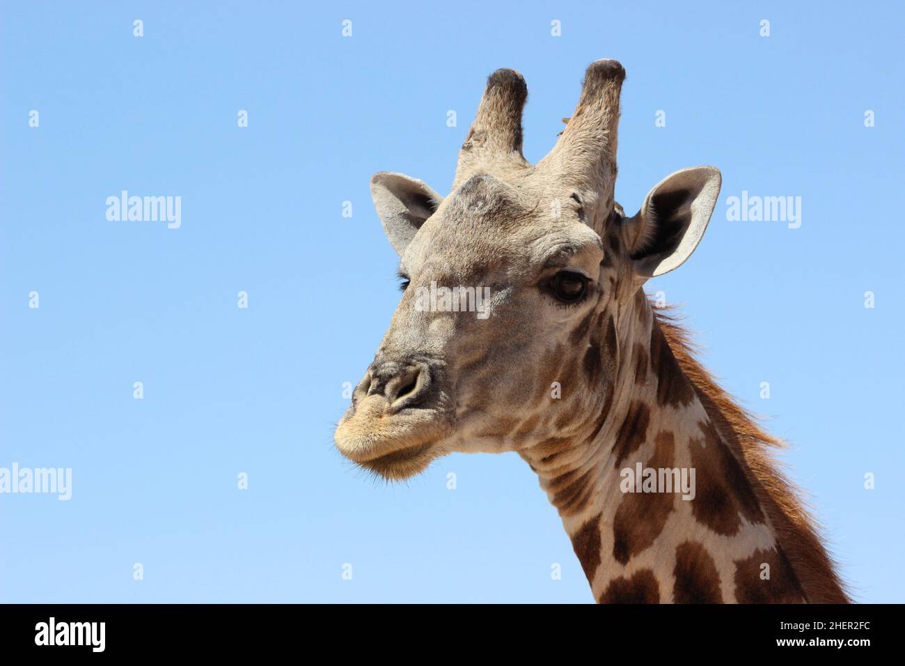 Giraffe profile in the Kgalagadi Stock Photo - Alamy