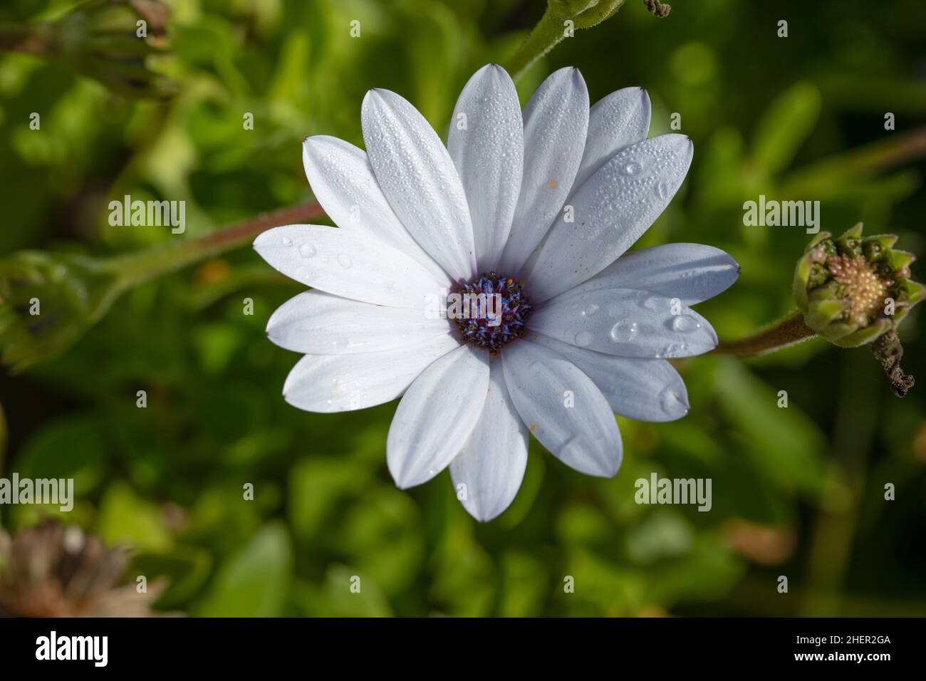 beautiful white daisy flower with dew drops in early morning Stock ...