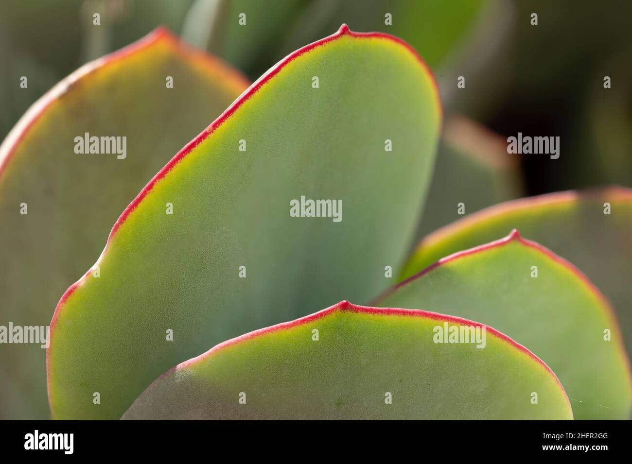 Bright red agave hi-res stock photography and images - Alamy