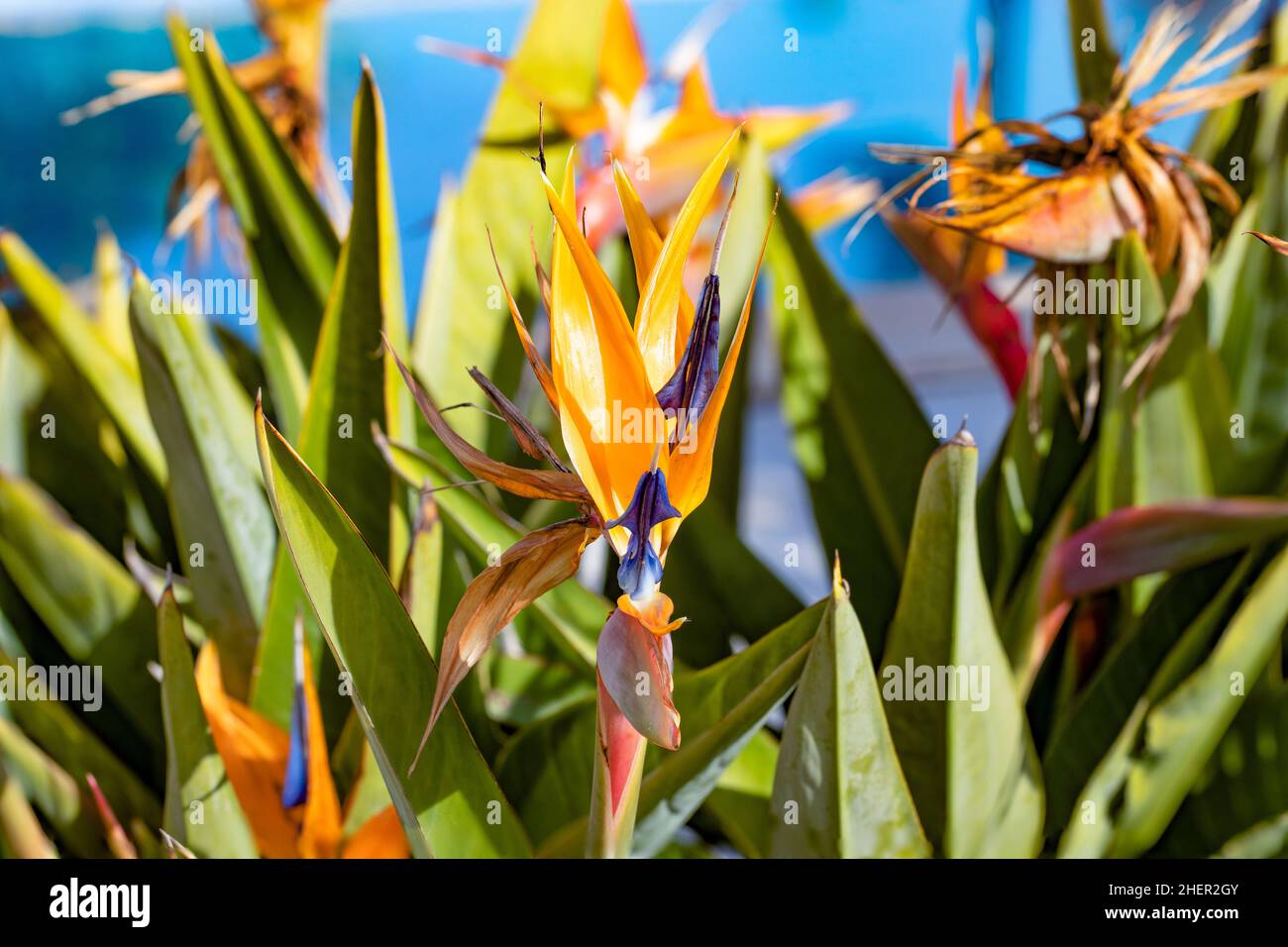 detail of beautiful strelitzia in the garden Stock Photo - Alamy