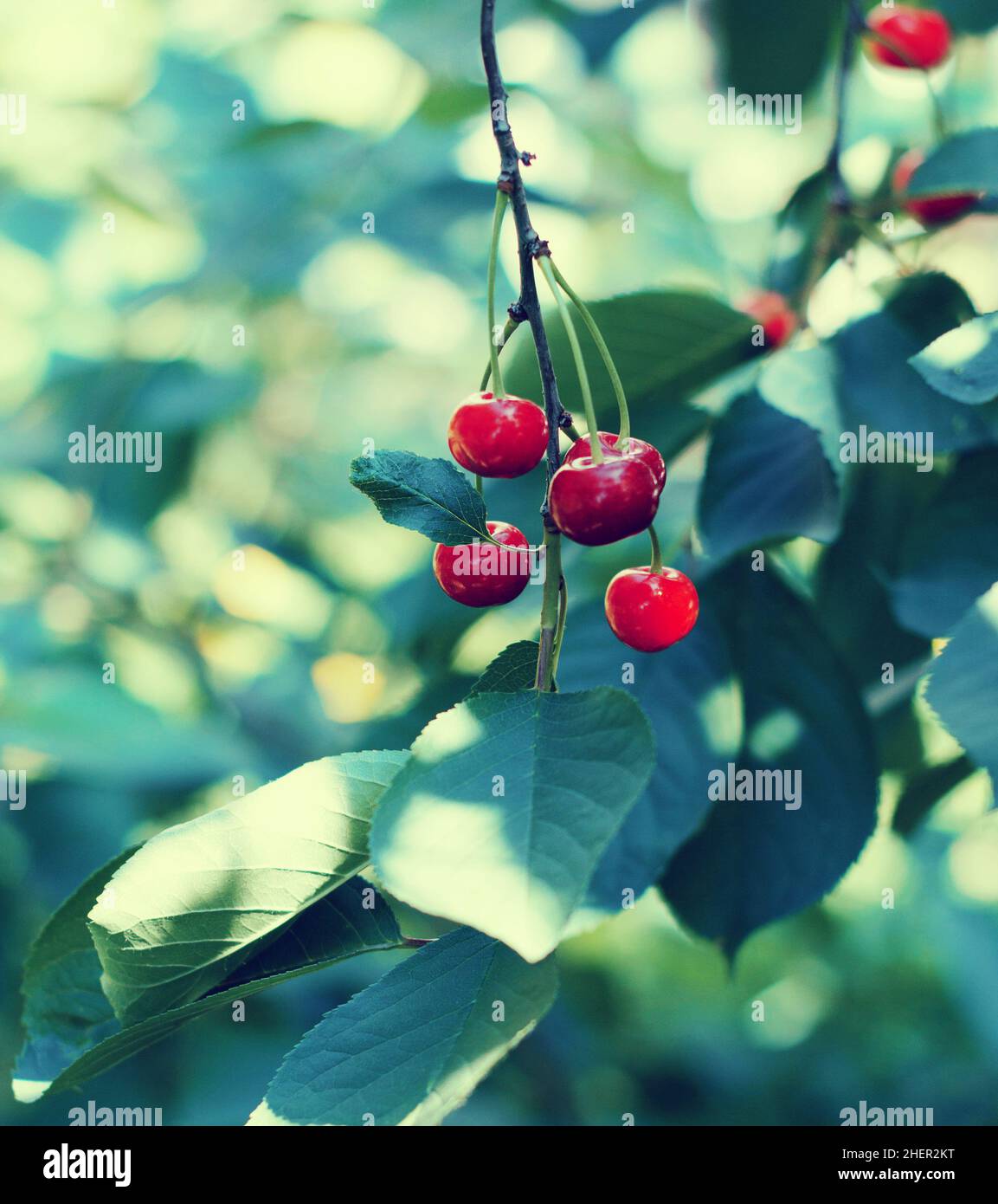 Cherry colored plant hi-res stock photography and images - Alamy