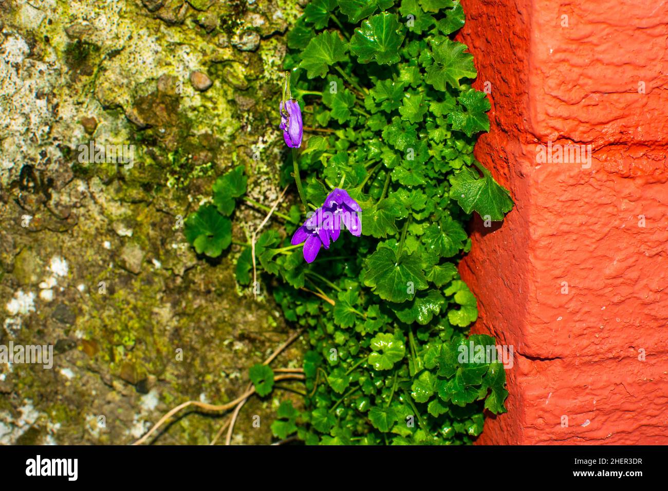 Purple flower rising from a wall, plant background Stock Photo - Alamy