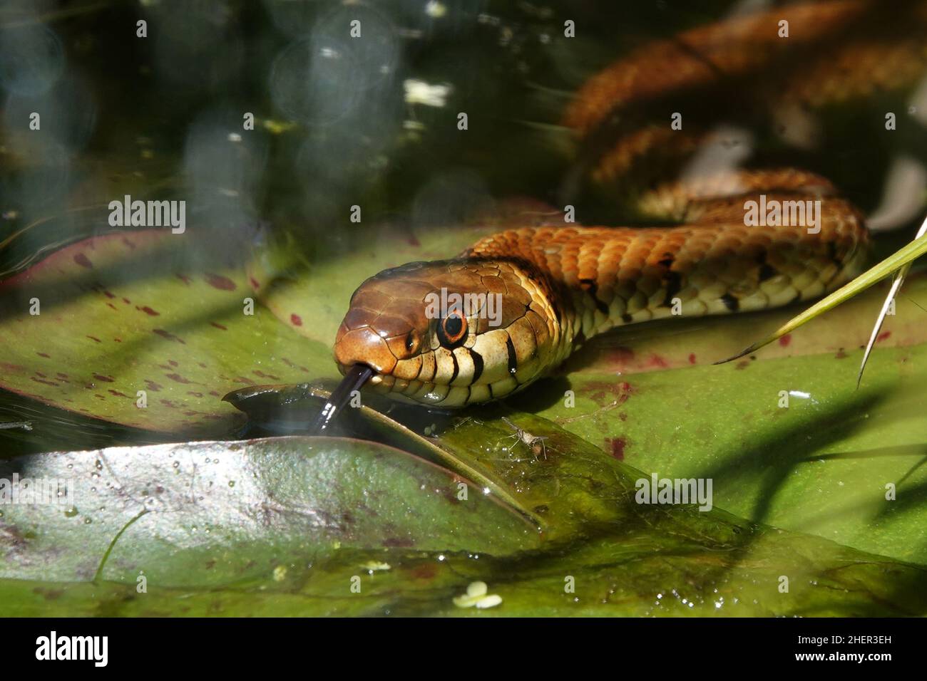 A close-up of a grass snake in a garden pond in the UK Stock Photo - Alamy