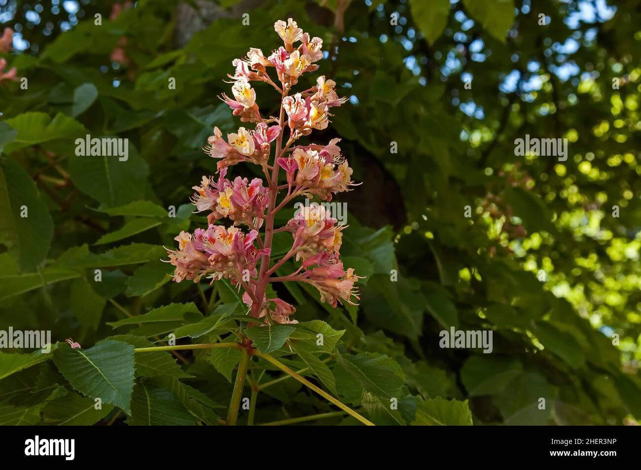 Red horse-chestnut, Aesculus hippocastanum or Conker tree with flower ...