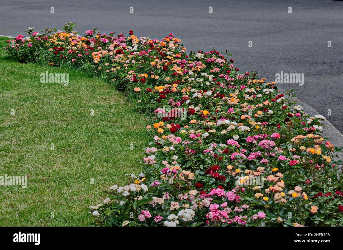 Photo of rose bushes with blooming different colors in a nature park ...