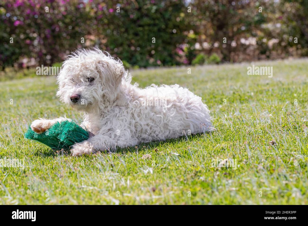 white maltese dog has fun playing in the garden at the grass Stock ...