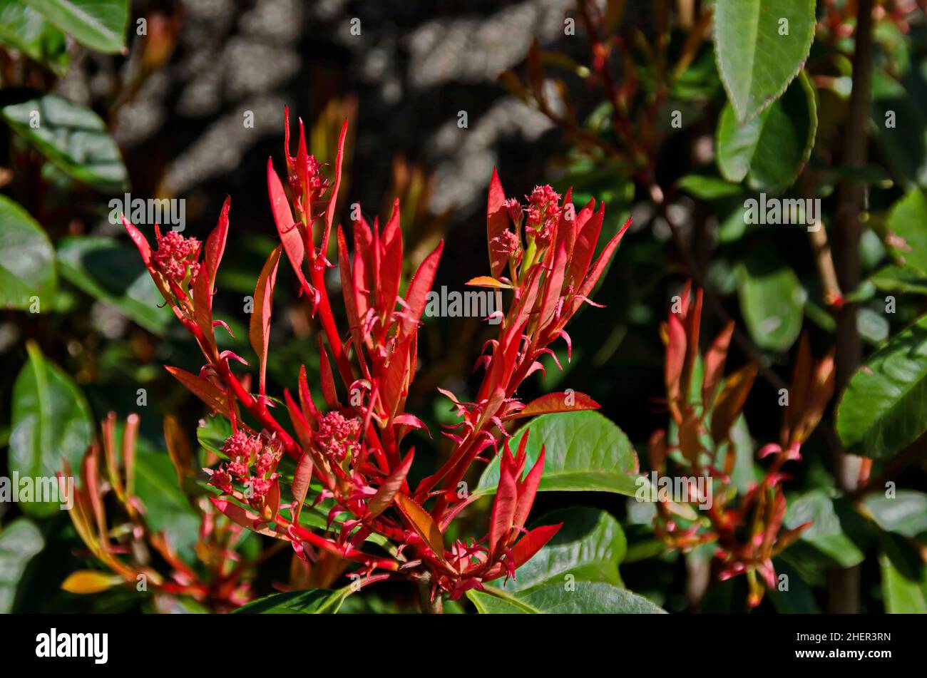 Branches of decorative bush with green old twigs and red young saplings ...