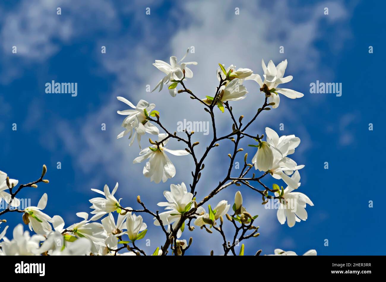 Twig with white bloom and leaves of magnolia tree at springtime in ...