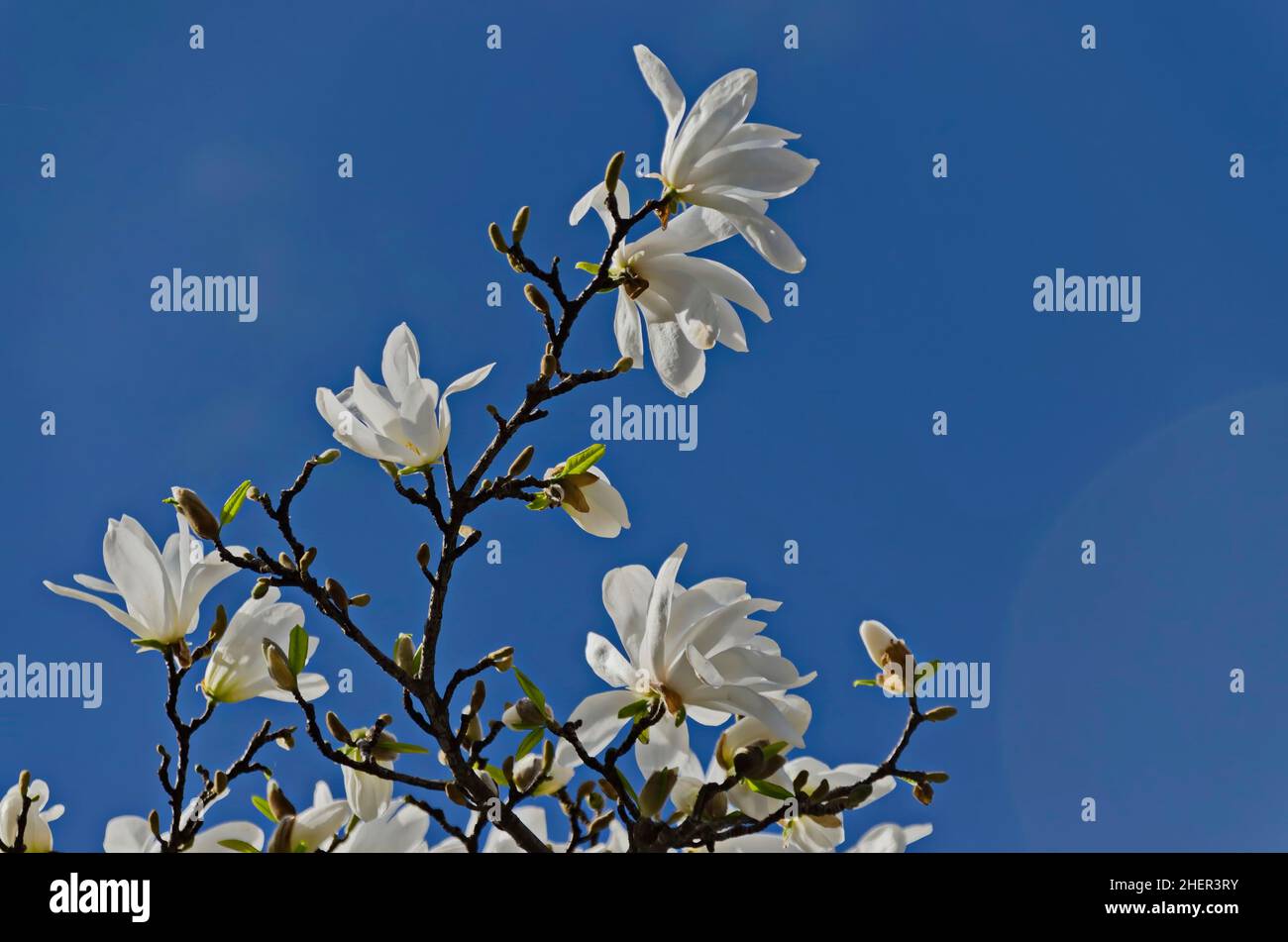 Twig with white bloom and leaves of magnolia tree at springtime in ...