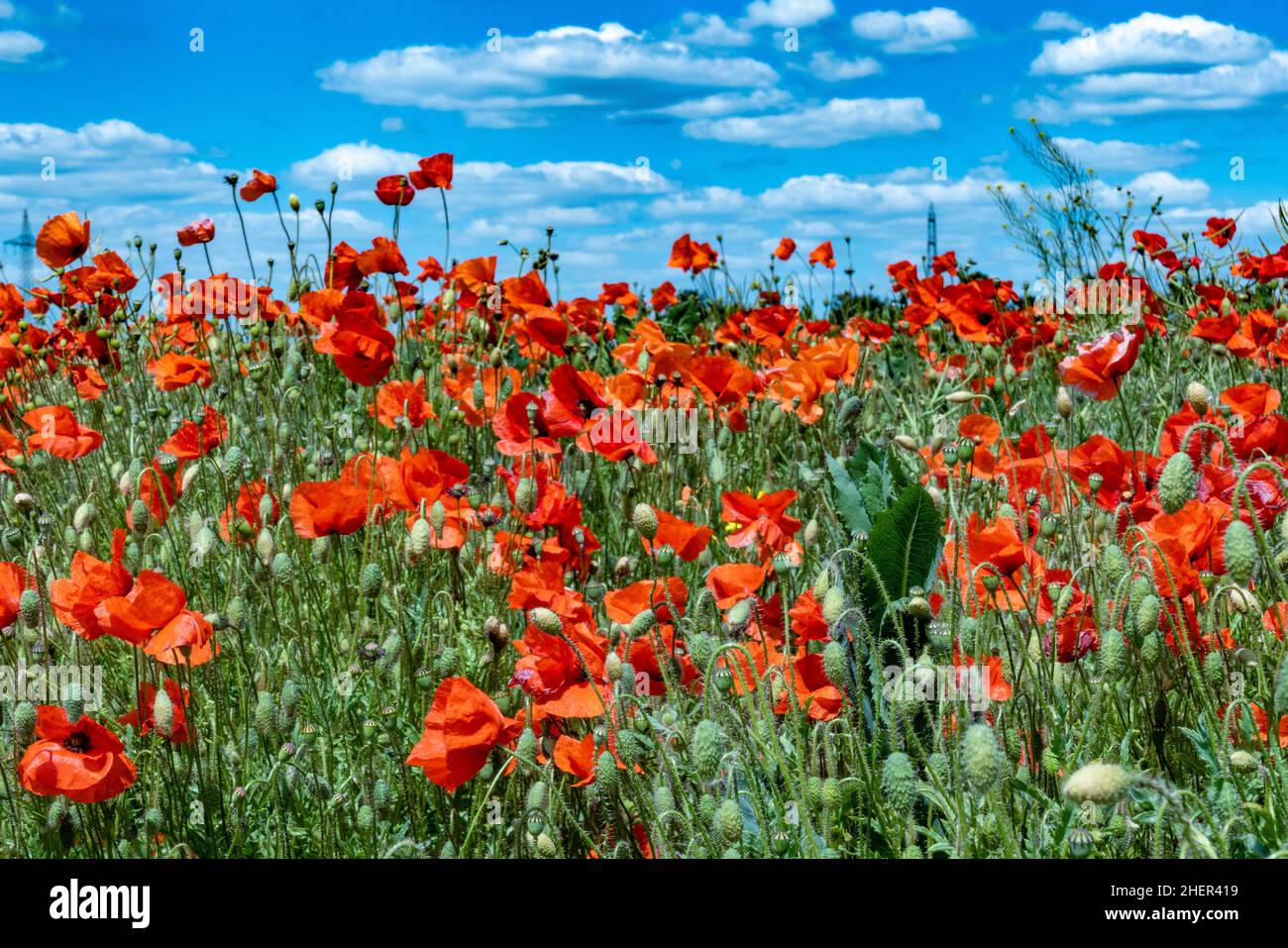 scenic poppy flower field with intensive red nand blue color of the sky ...