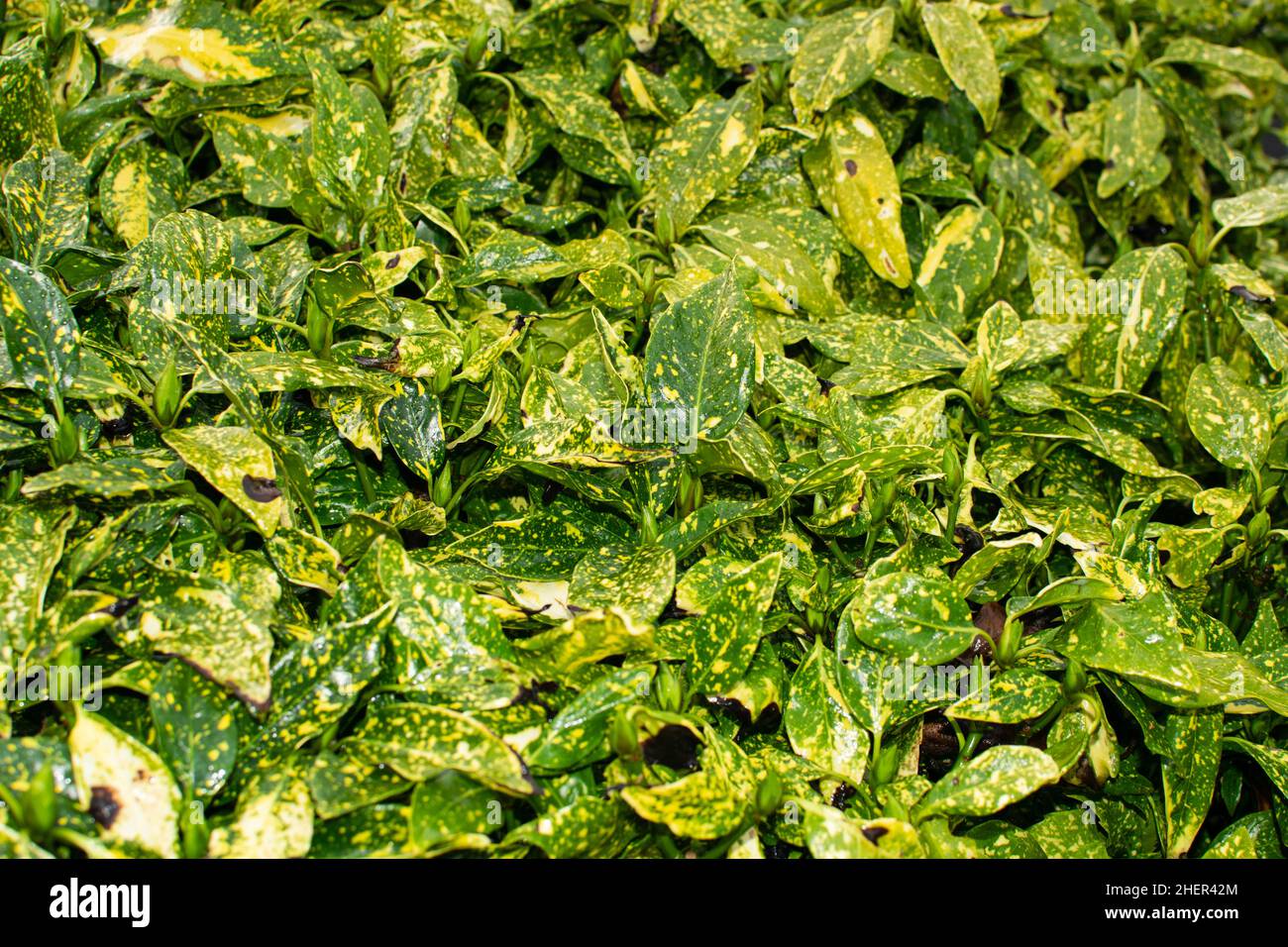 Irish spring water label hi-res stock photography and images - Alamy