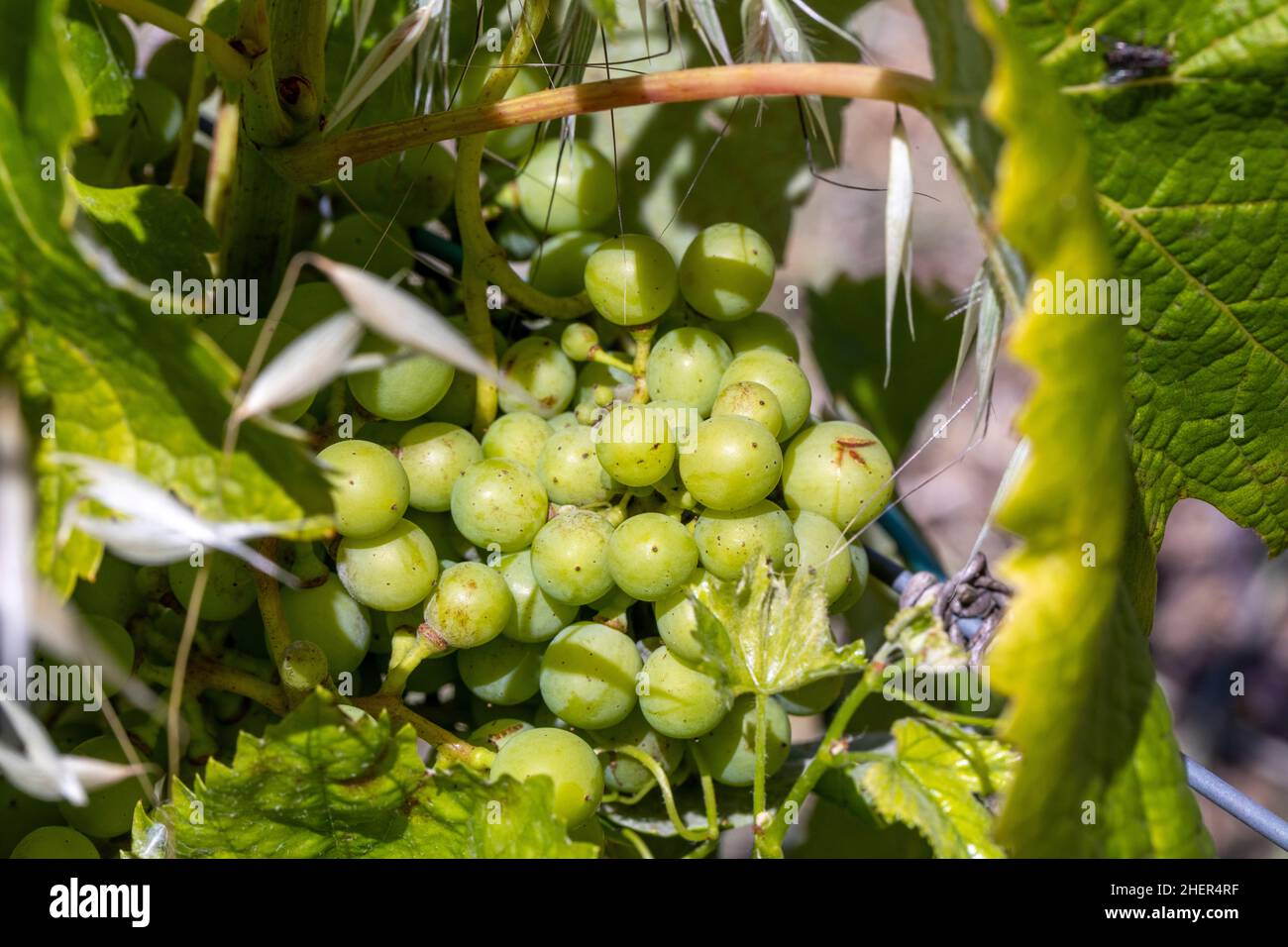 Vine plan hi-res stock photography and images - Alamy